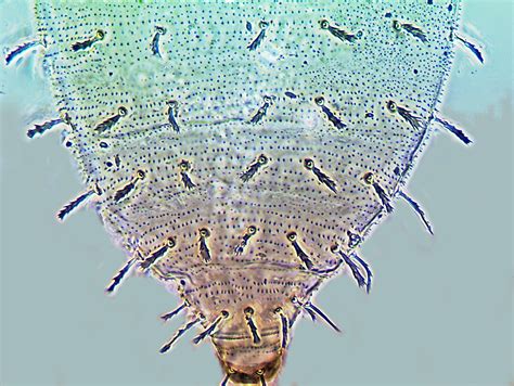 Sericothrips Staphylinus Oz Thrips