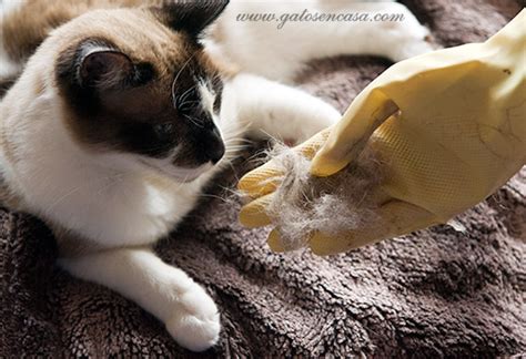 Cómo quitar los pelos de gato con guantes de fregar