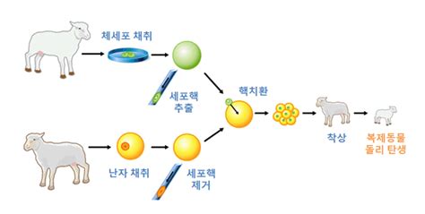 복제양 둘리가 태어나기 까지 네이버 블로그