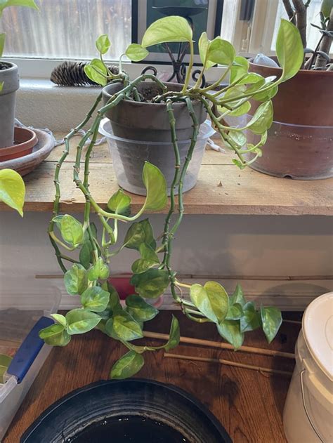 Watering Issues Or Something Worse Rplantclinic