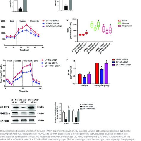 Increased Expression Of Txnip In Disturbed Flow Induced Endothelial