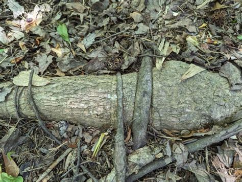 Tree Root Girdling Should I Be Concerned Rarborists