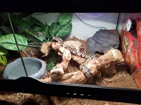 11 Essential Ball Python Supplies To Get You Started 2025 Vet Reviewed