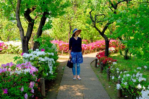만개한 진달아와 함께 도쿄 공공 공원에서 산책을 즐기는 일본 여성 4월에 대한 스톡 사진 및 기타 이미지 4월 5월 60