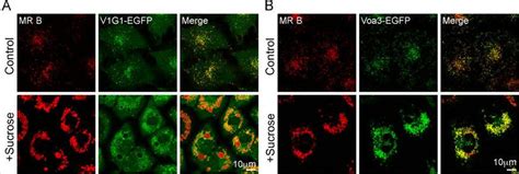 Magic Red® Fluorescent Cathepsin B Assay Kit 938