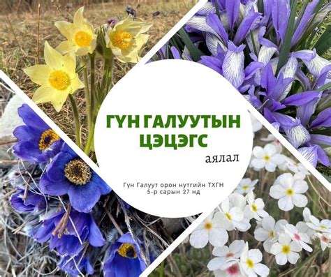 Cygnus☺️ On Twitter Rt Jjoyun Та нар ийм гоё аялалд явж үзээч Энэ