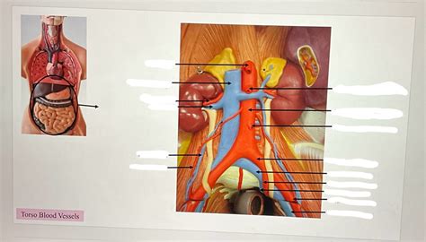 Torso Blood Vessels Diagram Quizlet