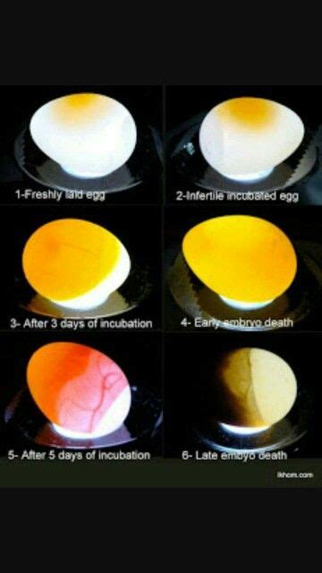 Budgie Eggs Egg Candling Baby Bird Food Candling Chicken Eggs