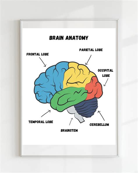 Brain Anatomy Poster Educational Print Classroom Poster Anatomy Print