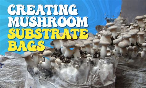 Choosing The Perfect Mushroom Substrate Wheres Shrooms