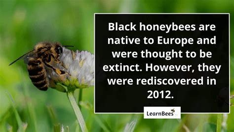 Black Honeybees 101 What They Are And Where They Live