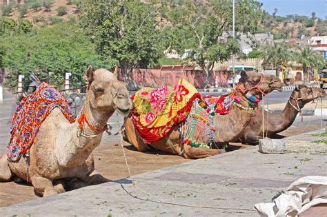 印度比卡内尔的骆驼节高清图片下载 正版图片503431943 摄图网