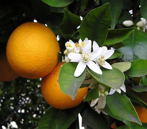Principal 70 Images Cha De Flor De Laranjeira Para Que Serve Br