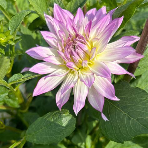 Dahlia Crazy Love