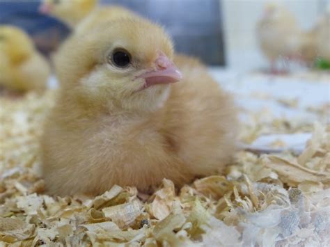 Respiratory System And Thermoregulation Poultry Hub Australia