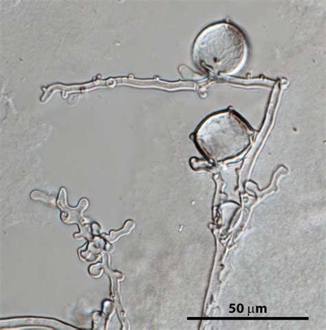 Phytophthora Cinnamomi Idphy