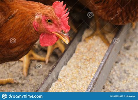 Free Range Organic Rooster Chicken Pecking Eating Grain Feed Tray