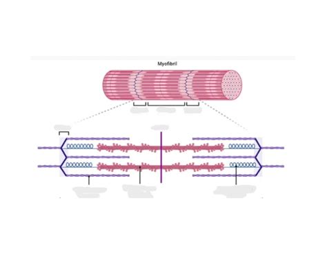 Myofibril Structure Quiz