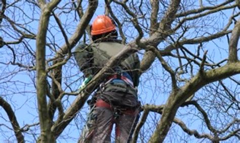 What Does It Mean To Be An Arborist Clipper Tree Service