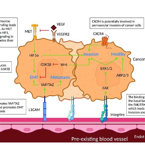 Molecular Pathways In Cancer Cells And Vascular Cells Driving Vessel Download Scientific