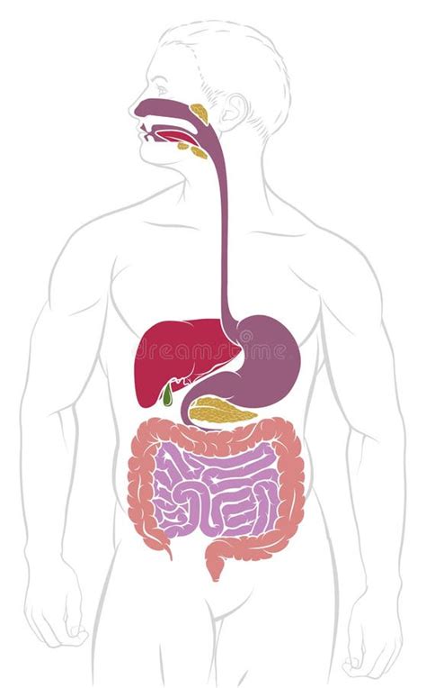 消化系统胃肠道图 向量例证 插画 包括有 系统 基本 肚腑 动画片 冒号 绘制 十二指肠 130447252