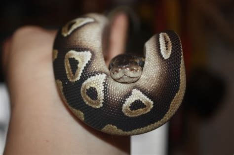 Red Spot On Ball Pythons Chin