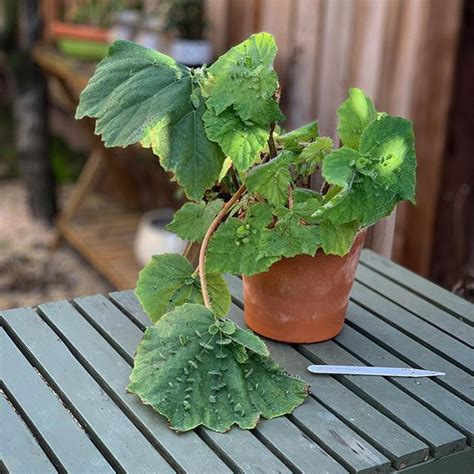 Begonia Hispada Var Cucullifera Begonia Plants Horticulture