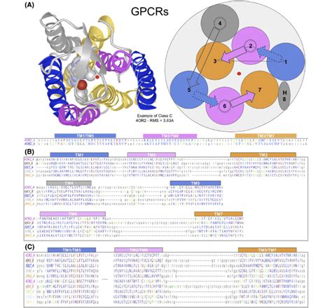 Gpcr Classes A B C F Structure Based Domains And Protodomains