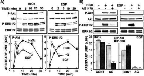 Time Course Of H 2 O 2 Or Egf Induced Phosphorylation Of Akt And Erk Download Scientific