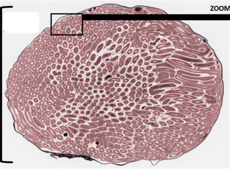 3 7 Reproductive Histology Male And Female Flashcards Quizlet
