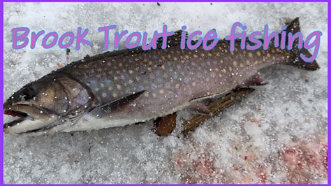 Brook Trout Ice Fishing Youtube