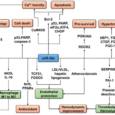 Role Of Mir 30c In Different Cell Functions And Signaling Pathways