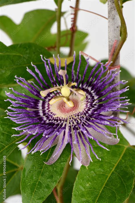 Passiflora Alatocaerulea