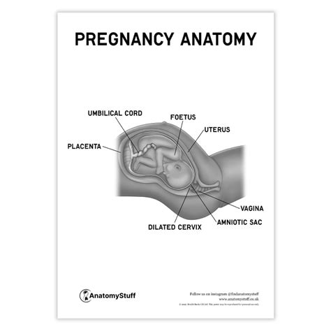 Pregnancy Anatomy Poster Pdf Digital Download Anatomystuff
