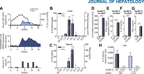 Figure 1 From Effector Cd8 T Cell Derived Interleukin 10 Enhances Acute Liver Immunopathology