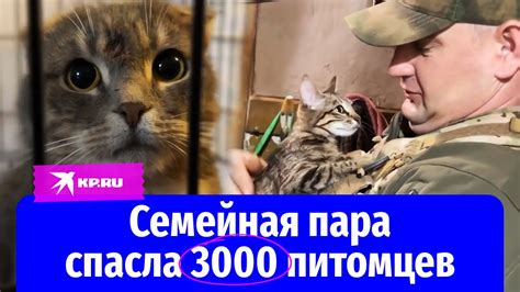 Семейная пара спасла три тысячи кошек которые лишились дома во время