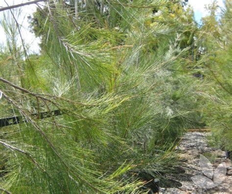 Allocasuarina Littoralis Black Sheoak Speciality Trees