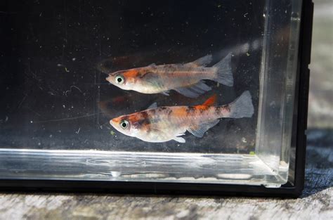 雲州三色 ヤフオク初出品のお知らせ 雲州めだかの飼育日記