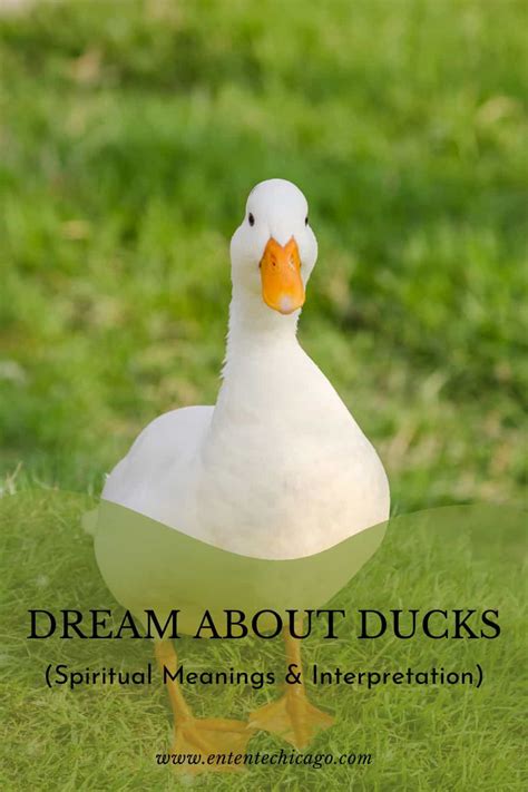 Dream About Ducks Spiritual Meanings Interpretation