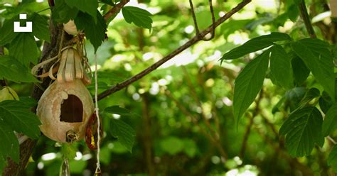 A Seed Pod Hanging From A Tree In A Forest Photo Free Nature Image On Unsplash