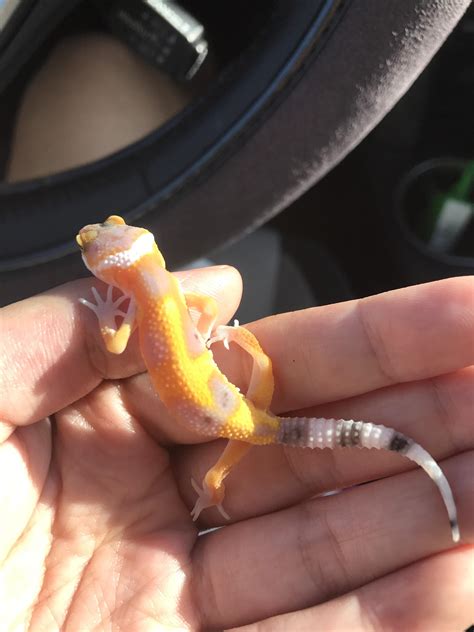 I Brought Home A Shiny Treeko Today No Idea What Morph Rleopardgeckos