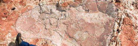 Worlds Largest Dinosaur Footprint Found In Australias Jurassic Park