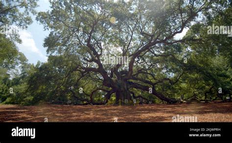 Angel Oak Tree Stock Videos And Footage Hd And 4k Video Clips Alamy
