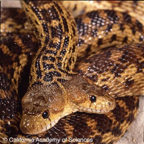 Two Headed Gopher Snake At Steinhart Aquarium