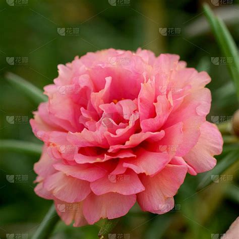 马齿苋花在花园里