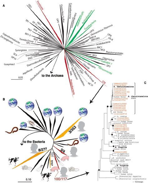 Representation Of The Diversity Of Bacteria In The Human Intestine A