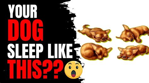 The Hidden Meanings Behind Your Dogs Sleep Postures What This