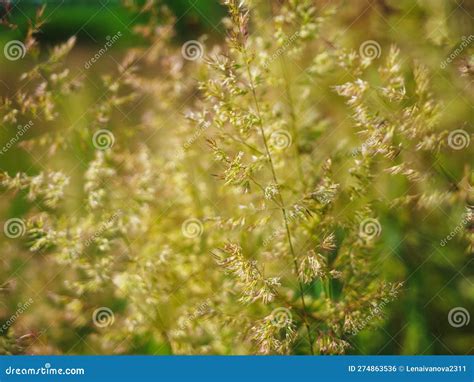 Agrostis Capillaris The Common Bent Colonial Bent Or Browntop The