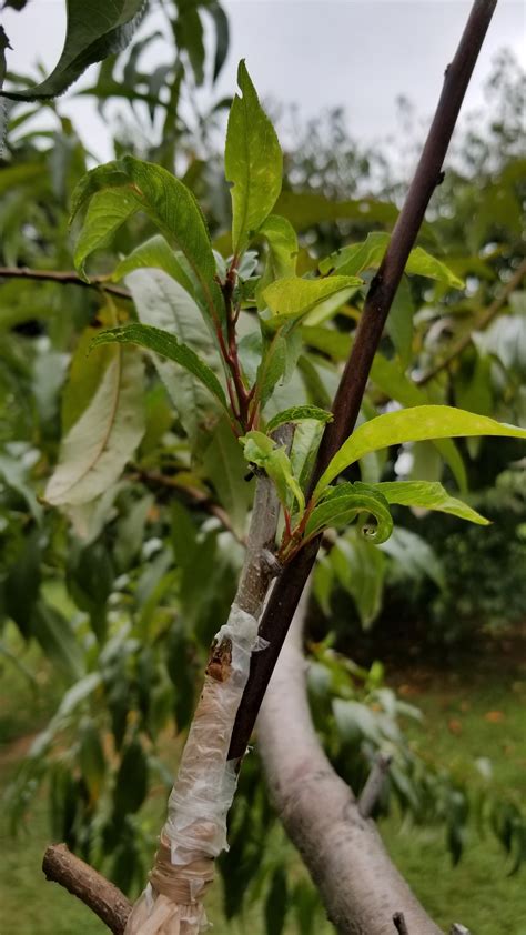 How To Demonstrating 3 Flap 4 Flap Grafting Aka Banana Graft