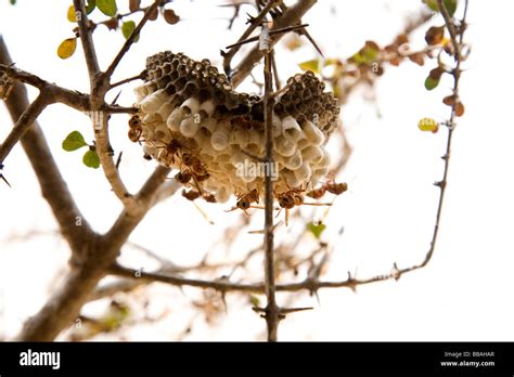 How To Build A Nest Hi Res Stock Photography And Images Alamy